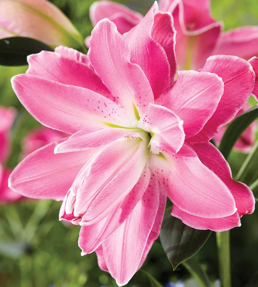 Hübriidliilia 'Lotus Wonder' – Mõigu Aiand